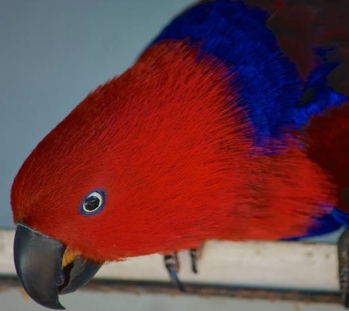 Eclectus Parrot - Moonlit Sanctuary