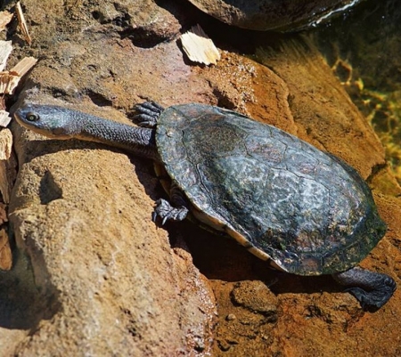 Eastern Long-neck Turtle - Moonlit Sanctuary