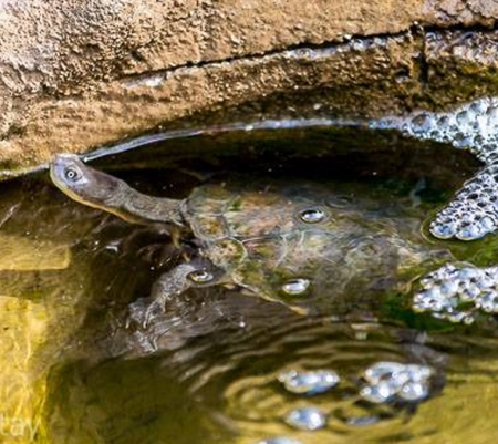 Eastern Long-neck Turtle - Moonlit Sanctuary