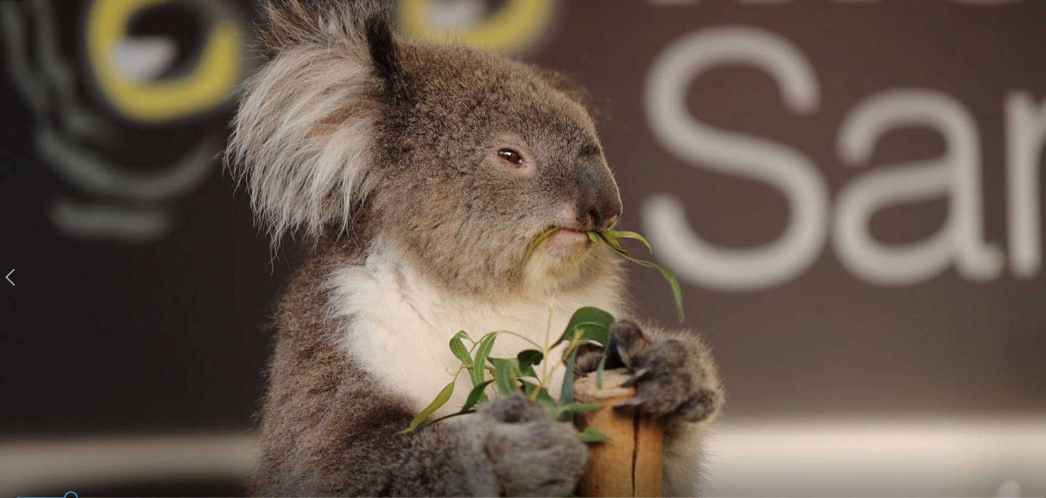 Moonlit Sanctuary - The best place to see Aussie animals!
