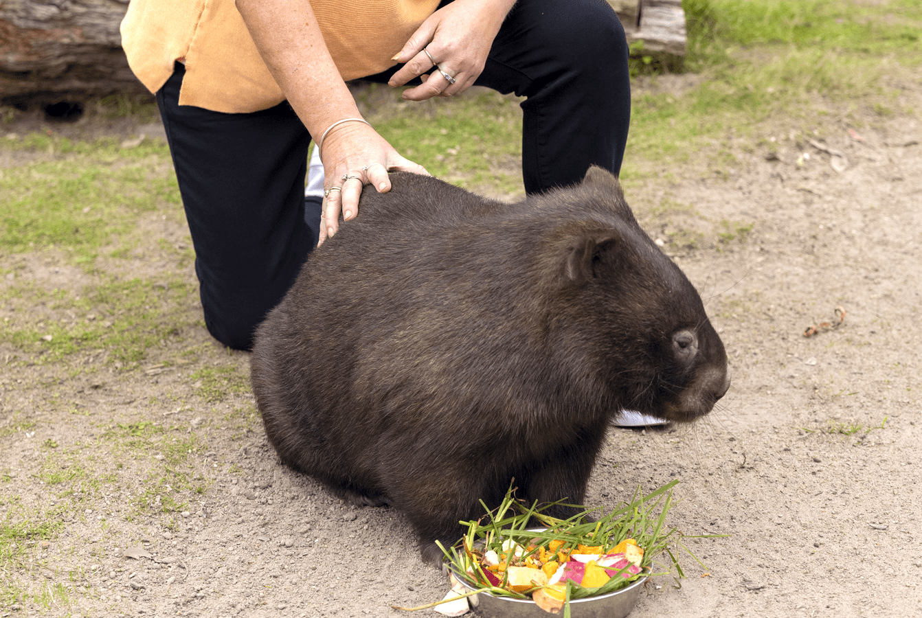 Wombat Encounter - Moonlit Sanctuary