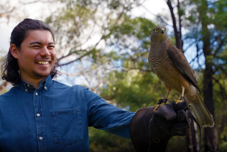 Goshawk Encounter - Moonlit Sanctuary