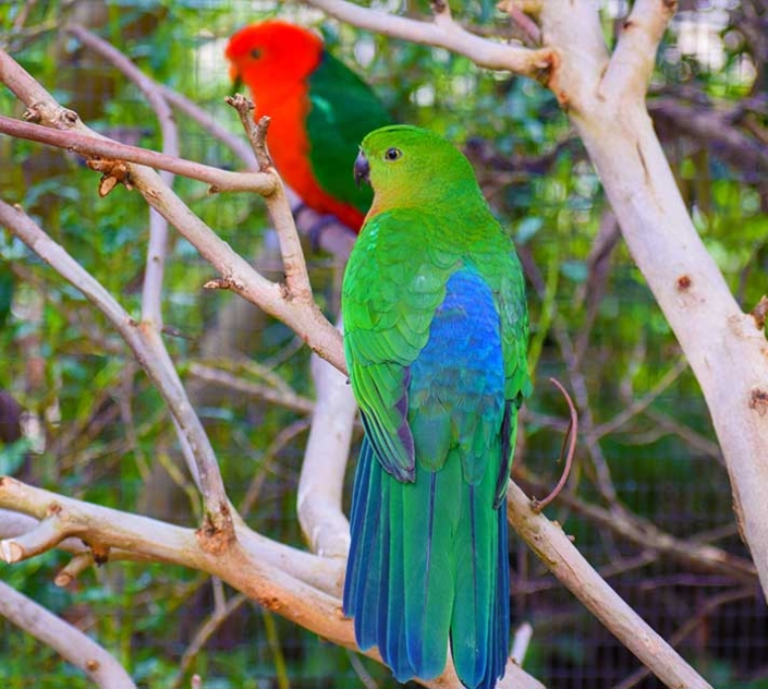 King Parrot - Moonlit Sanctuary