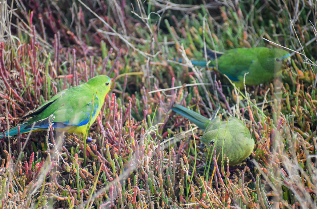 VCE Biology Unit 2 Area of Study 2 - Moonlit Sanctuary