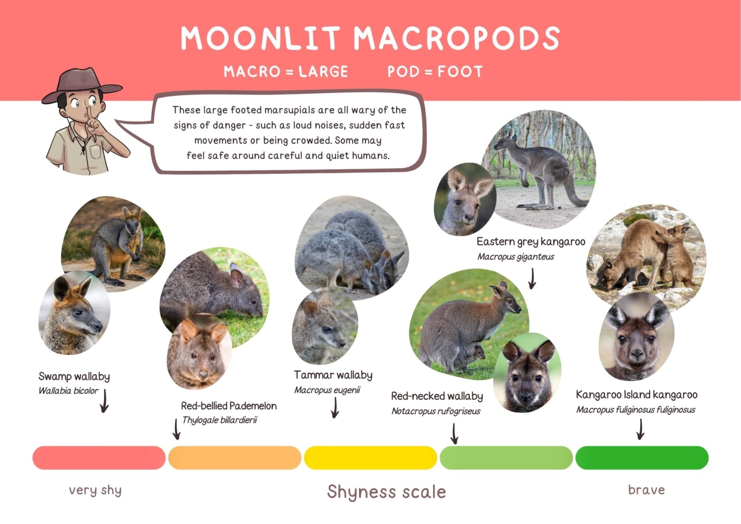 Wallaby Walk guide - Moonlit Sanctuary